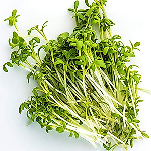 Curled Cress Seeds for Planting, aka "Garden Cress", 500+ Heirloom Seeds Per Packet, (Isla's Garden Seeds), Non GMO Seeds, Botanical Name: Lepidium sativum, Great Home Herb Garden Gift