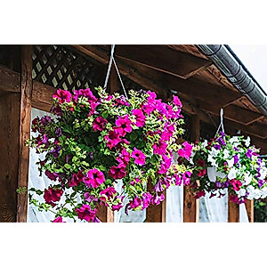 Petunia Seeds80000+Pcs 'Colour-Themed Collection'(Rainbow Colors) Perennial Flower Mix Seeds,Flowers All Summer Long,Hanging Flower Seeds Ideal for Pot