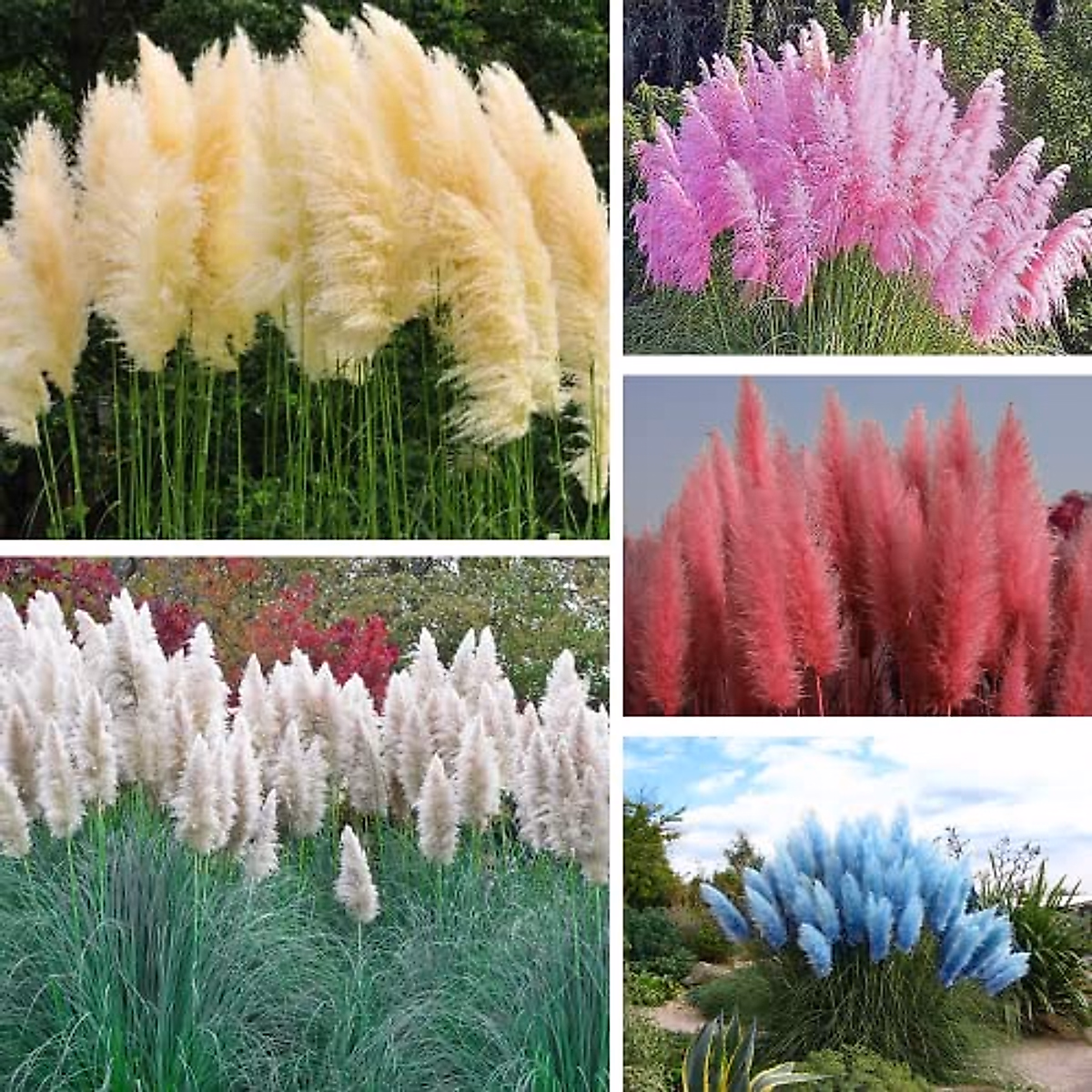 1000+ Mix Pampas Grass Seeds for Planting Heirloom Ornamental Plants Decor Garden Tall Feathery Blooms Blue White Pink Red Yellow