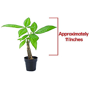 Live Money Tree Plant, Pachira Aquatica Money Tree, Feng Shui Money Tree Pachira Aquatica Plant, Pachira Plant Bonsai Tree in Planter Pot With Soil, Money Tree Plant Indoor Plants by Plants for Pets
