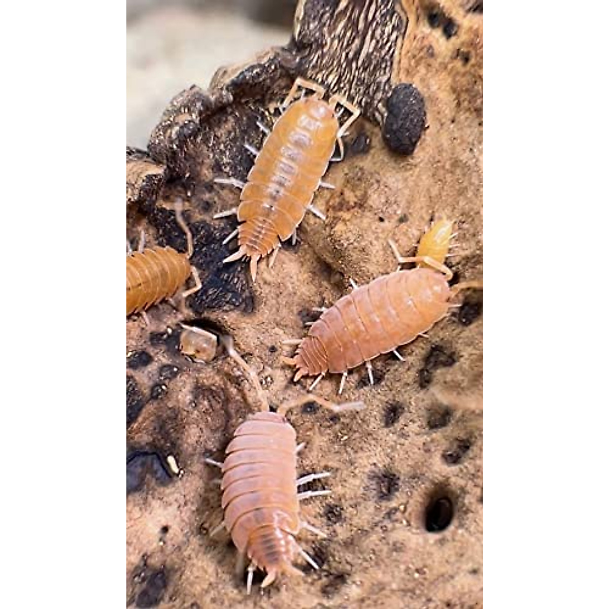 Bugzy Bugs Powder Orange Live Isopods Porcellio Pruinosus Cleanup Crew Roly Poly for Insect Terrarium Reptile Pet Food