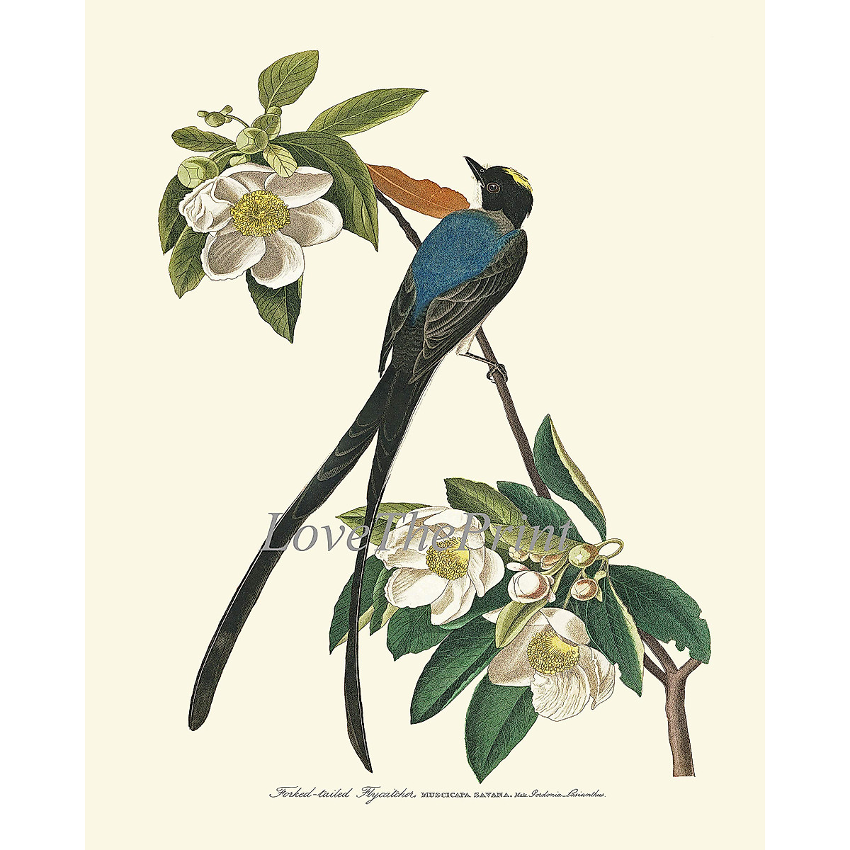 Bird Print Wall Art Set of 4 Prints Beautiful James Audubon Titmouth Fork-tailed Flycatcher Blue Bird Bluebirds Indigo Bird on Pine Tree Blooming Magnolia Flower Home Room Decor Unframed