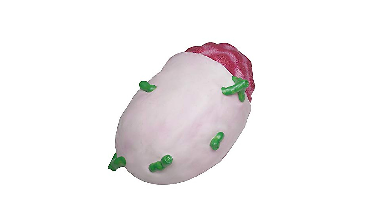 Jackson Human Lymph Node Model - Detailed Anatomical Educational Tool
