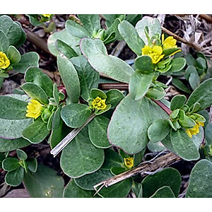 2500+ Purslane Seeds Green Fresh Garden Seeds for Planting