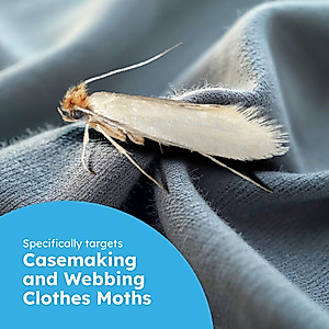 BugMD Clothes Moth Boss Traps - Sticky Glue Bug Repellent Pheromone Attractor for Closets Wardrobes Cabinet Drawers, Moth Balls for Closet, Moth Traps with No Harsh Chemicals, Pantry Moth Trap