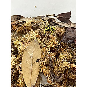 Josh's Frogs Producing Wingless Drosophila Melanogaster Fruit Fly Culture