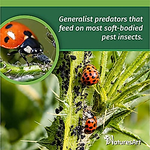 NaturesArt 3000 Live Ladybugs - Good Bugs for Garden - Ladybug - Guaranteed Live Delivery!