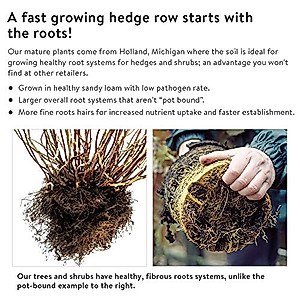 Emerald Green Arborvitae (Thuja) Starter Hedge Kit, Live Evergreen Bareroot Plants, 12 to 18 inches Tall (10-Pack)