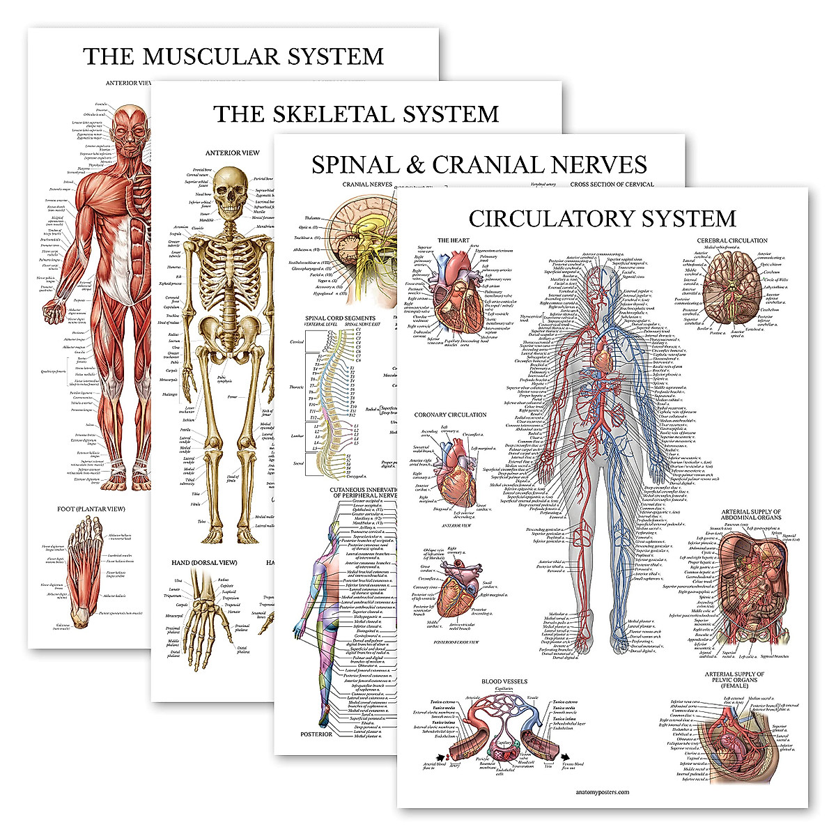 Palace Learning 4 Pack - Anatomical Poster Set - Laminated - Muscular, Skeletal, Spinal Nerves, Circulatory System - Anatomy Chart Set (LAMINATED, 18” x 24”)