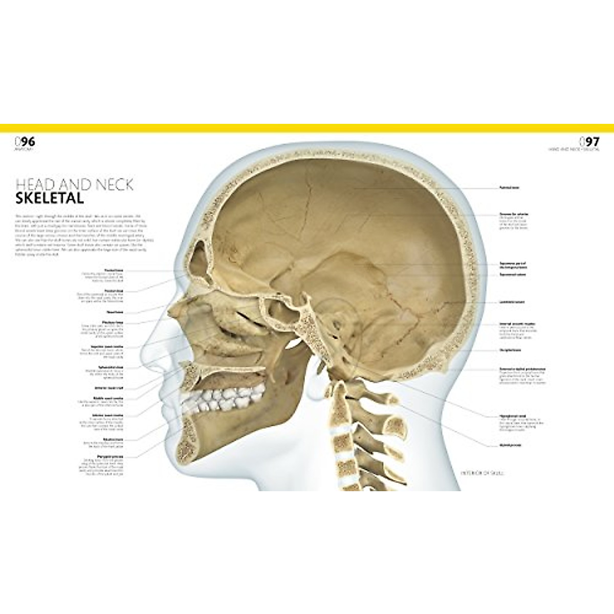 The Complete Human Body, 2nd Edition: The Definitive Visual Guide (DK Human Body Guides)