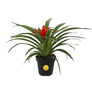 Costa Farms Bromeliad Live Plant, Live Indoor Flowering Plant, Houseplant Potted in Nursery Grower Pot Planter with Potting Soil Mix, Tabletop Room Decor, Grower's Choice, 12-Inches Tall