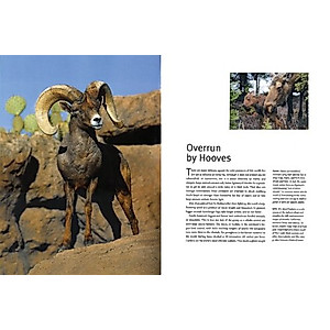 North American Wildlife