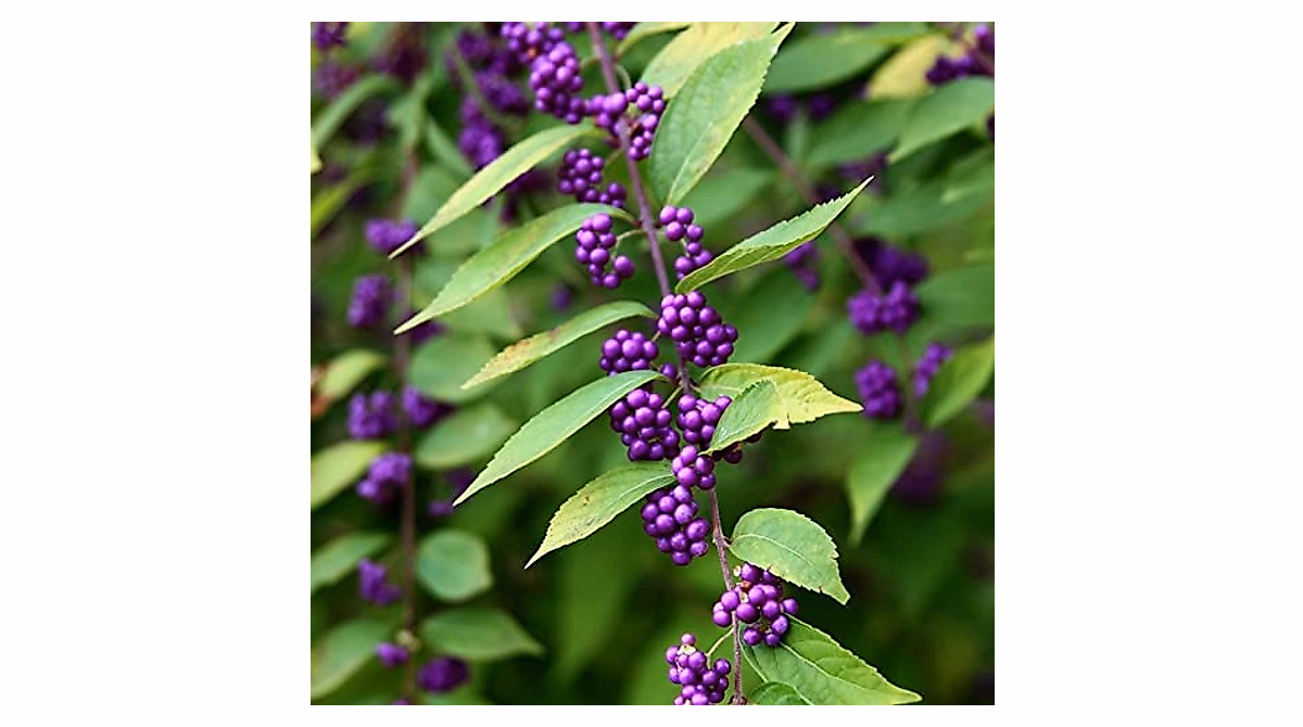 Buy American Beautyberry Seeds - Vibrant Fall & Winter Color