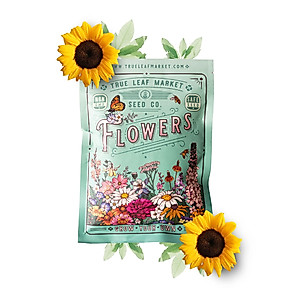 400+ Huge Organic Mammoth Grey Stripe Sunflower Seeds for Planting - Helianthus annuus - Attract Hummingbirds, Butterflies, Bees, & More - Large Flowers Produce Edible Seeds - Bulk Sun Flower Garden