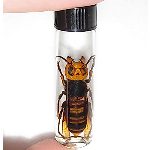 BicBugs Wet Specimen Vespa mandarinia Murder Hornet Japan