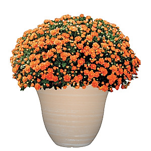 Classic Home and Garden Honeysuckle Resin Flower Pot Planter, Beige, 15"