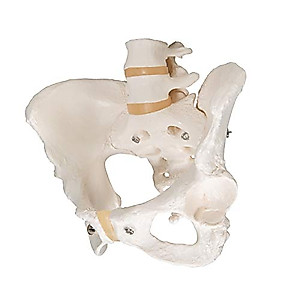 3B Scientific A61 Female Pelvic Skeleton - 3B Smart Anatomy
