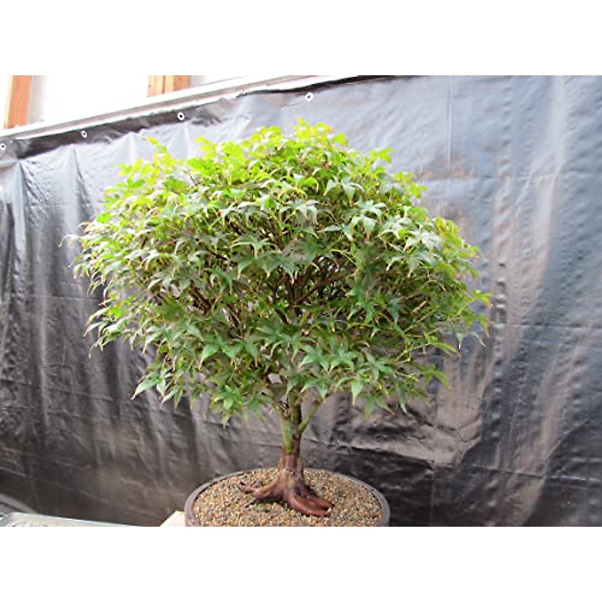 51 Year Old Rhode Island Red Japanese Maple Bonsai Tree