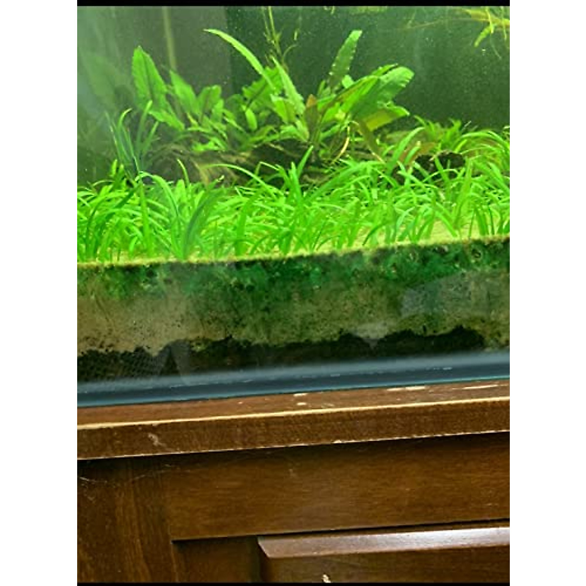 Marcus Fish Tanks - 10x Dwarf Sagittaria Subulata Live Aquarium Plant Dwarf Sag Freshwater Aquatic Carpeting Plant BUY2GET1FREE