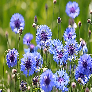 Outsidepride Cornflower AKA Bachelor's Button Wildflower Seeds for The Cut Garden - 1 LB