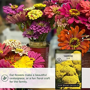 Sow Right Seeds - Achillea Yarrow Gold Flower Seeds for Planting - Beautiful Flowers to Plant in Your Home Garden - Non-GMO Heirloom Seeds - A Favorite Perennial to Attract Pollinators - Great Gift