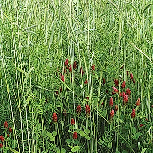 No-Till Cover Crop 10 Seed Mix - Winter Rye, White Clover, Austrian Winter Peas, Triticale, Crimson Clover, Cow Peas, Daikon Radish, Purple Turnips, Wheat, Oats, (25 Pounds)