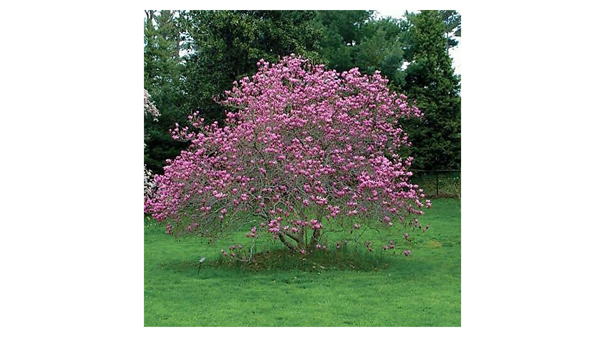 Jane Magnolia Tree - Hardy 6-12" Shrub with Tulip Blooms
