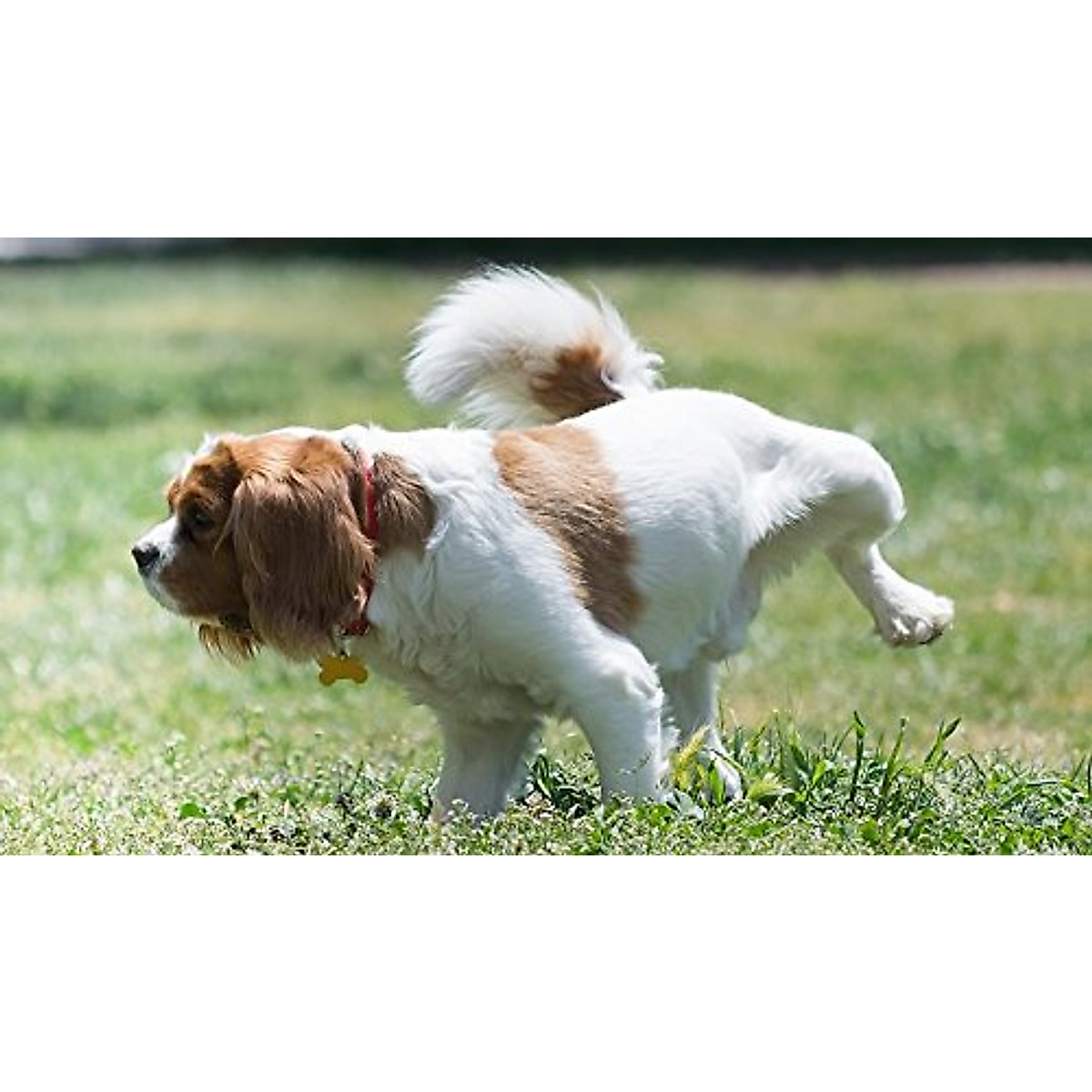 Bladder Supplements for Dogs - Natural Urinary Tract Support - Dog Treats - Premium Advanced Complex - Urinary Tract Health Dogs - 270 Treats (3 Bottle)