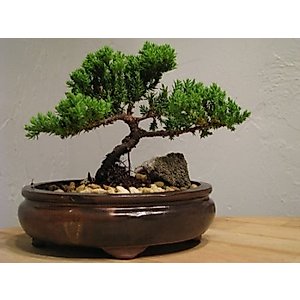 9GreenBox Bonsai Juniper Tree - Japanese Art Live House Plants for Indoor and Outdoor Garden - Dwarf Trees in Container Pot for Home and Office Decor - Best Gift for Mothers Day, Christmas - 4 Pounds