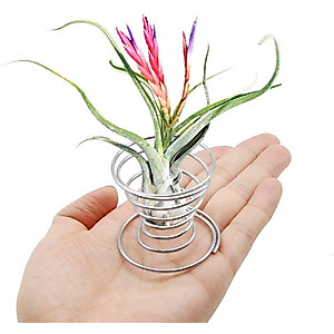 40 Pack Air Plant Stand Holder Tillandsia Airplant Container with Suction Cup Tabletop Planter Display Racks for Hanging Tillandsia House Plants