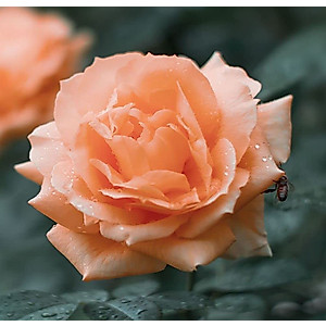 Rose Mix 100+ Seeds Flowers Planting for Outdoor Indoor