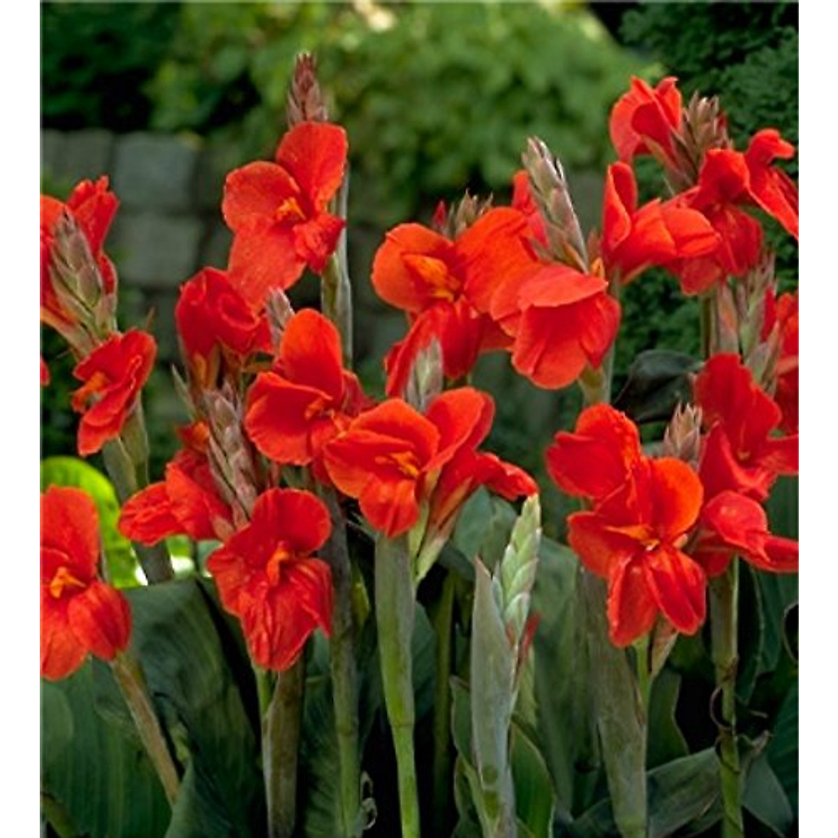6 Canna Rhizomes / Bulbs / Roots - The President - Order for Spring Planting!