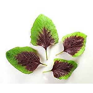 Red Stripe Leaf Amaranth Seeds – Unique, Edible Spinach-Like Salad Green “Chinese Spinach” | Liliana's Garden |