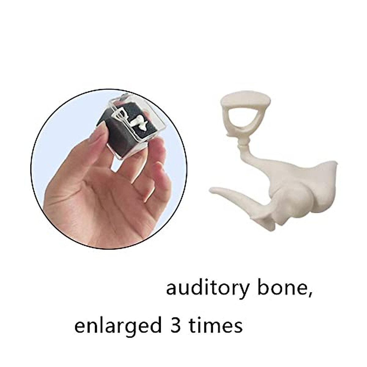 Wellden Medical Full Disarticulated Skeleton, Human Anatomical, Life-Size, 170cm