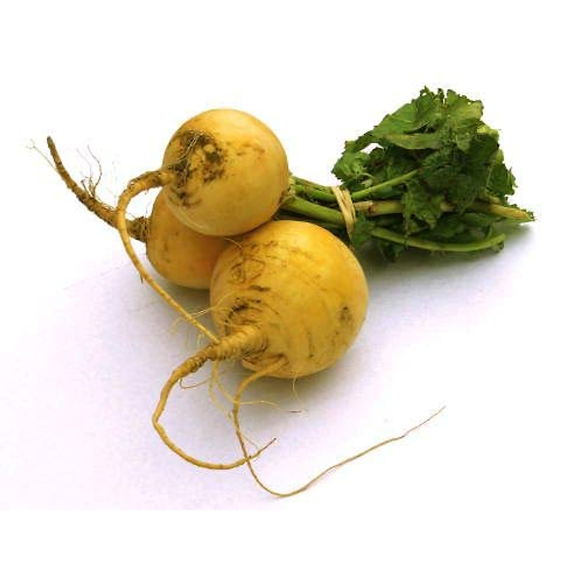 Golden Ball Turnip Seeds for Planting, 1000+ Heirloom Seeds Per Packet, (Isla's Garden Seeds), Non GMO Seeds, Botanical Name: Brassica Rapa, Great Home Garden Gift