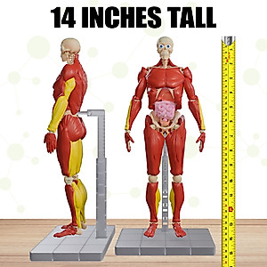 Be Amazing! Toys Interactive Human Body - 60 Piece Fully Poseable Anatomy Figure – 14” Tall Model - Anatomy Kit – Removable Muscles, Organs,Bones STEM Toy – Ages 8+