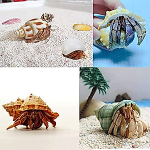 13 Pack Hermit Crab Shells with 2 Pack Food Water Bowl Growth Turbo Seashell Supplies Accessory