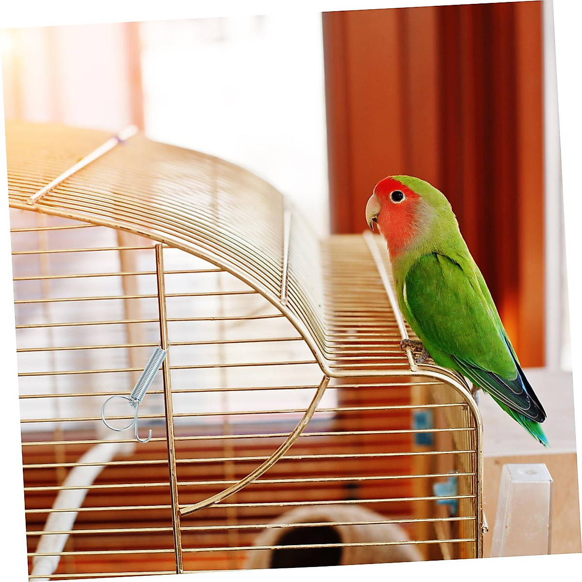 Balacoo 10 Pcs cage Door Spring Hook Critter Nation cage Metal Clothes Hanger Finger Spring latches Metal Hangers cat cage latches Birds cage Hook Stainless Steel Guinea Pig Dedicated