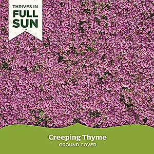 BloomingBulb Seed Mat - Easy to Plant and Grow Garden Seeds - Creates Fragrant, Vibrant Flower Garden – Customizable Flower Beds- Creeping Thyme Ground Cover