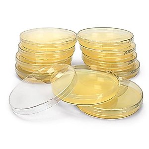 Luria Broth Agar + Ampicillin, Prepoured Medium Plates