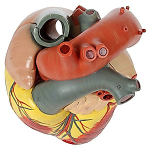 Axis Scientific Enlarged Human Heart Model, 3x Life-Size, Anatomically Accurate 3-Part Numbered Anatomical Heart Illustrates 34 Internal Structures, Magnetically Connected, Includes Product Manual