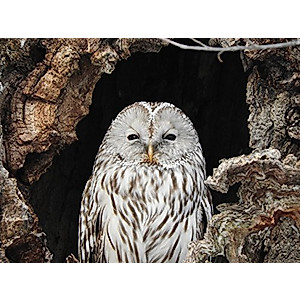 Nikon digital camera COOLPIX P610 (Black) P610BK [Camera]