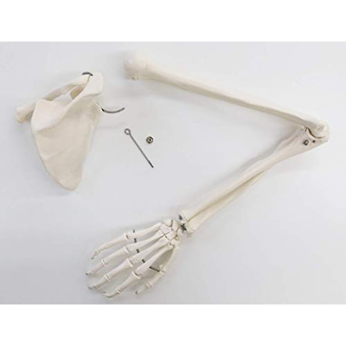3B Scientific A46 Arm Skeleton w/Scapula and Clavicle - 3B Smart Anatomy