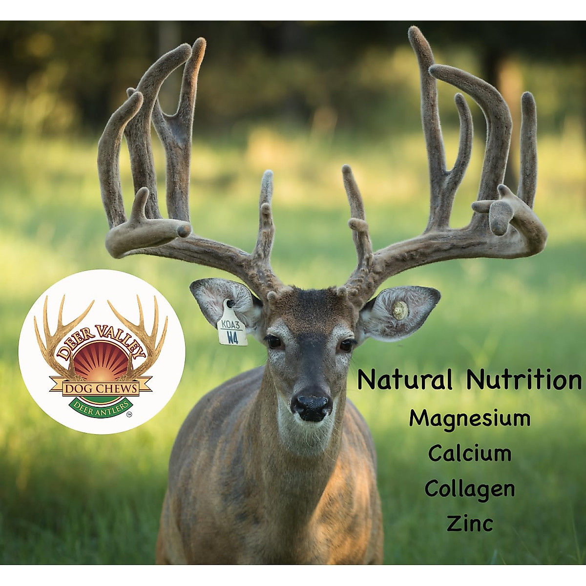 Deer Valley Chews Premium Deer Antler for Dogs - Medium 5-7 Inches Long, 3 Pack - All Natural Dental Treat for Teething and Chewing - Premium Grade, Naturally Shed