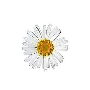 Shasta Daisy Flower Seeds for Planting, 1500+ Seeds Per Packet, Chrysanthemum Genus, (Isla's Garden Seeds), Non GMO & Heirloom Seeds, Scientific Name: Chrysanthemum Maximum, Great Home Garden Gift