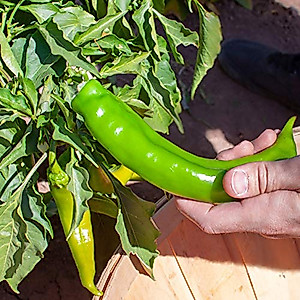 Hatch Chile Seeds from Chile Revival - Qty 80 (4 Pack-One of Each Heat Level)