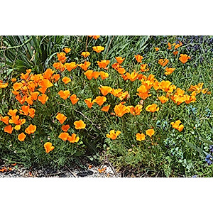 California Poppy | Flower Seed Grow Kit | The Jonsteen Company