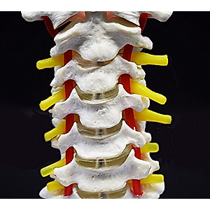 Cervical Vertebra Arteria Spine Spinal Nerves Anatomical Model Anatomy for Science Classroom Study Display Teaching Medical Model