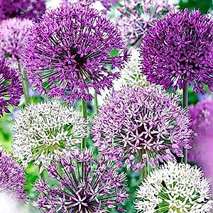 Allium Blend Purple - 30 Bulb Pack - 4 to 6 Inch Diameter Flower | Allium Bulb Grows to 28-32" Tall | Allium Bulbs, Easy to Grow