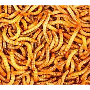 SURMEN LEGACY 1000 Live Mealworms (3/4-1 Inches) - Gut-Loaded